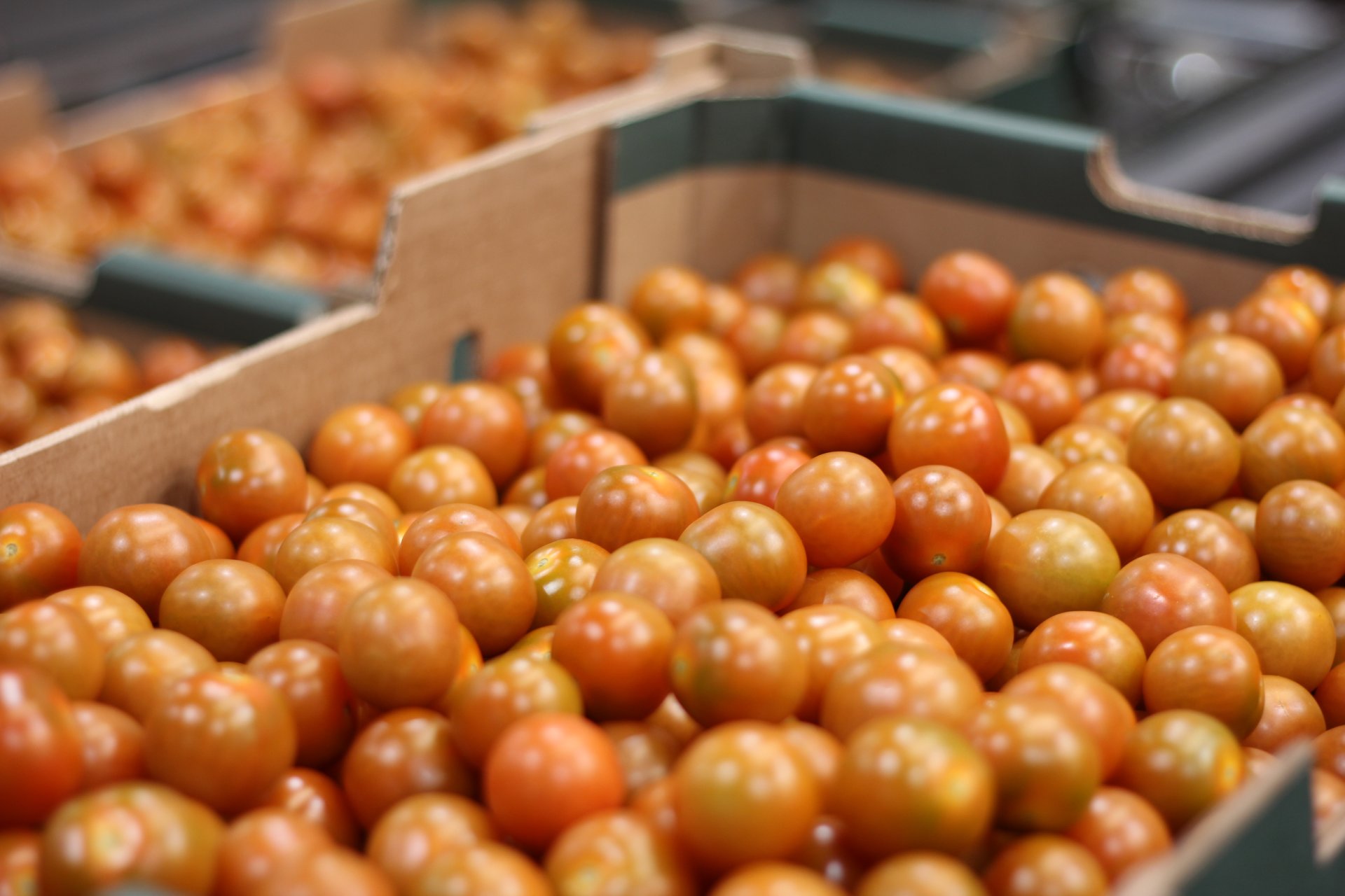 Comaprim – The authentic Moroccan tomato growers